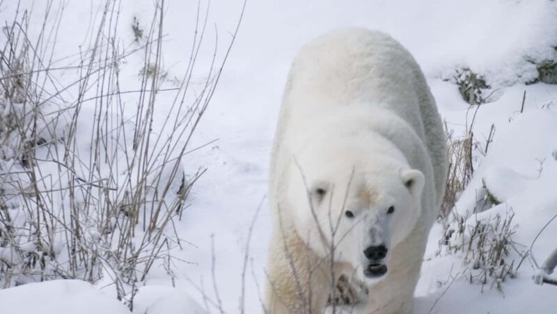 Rovaniemi: Ranua Wildlife Park Tour with Photos & Guide - The Experience: An In-Depth Look at the Rovaniemi Ranua Wildlife Park Tour  