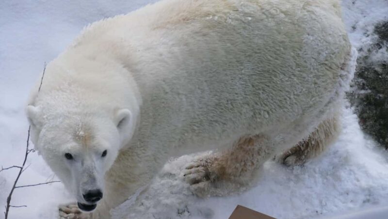 Rovaniemi: Ranua Wildlife Park Tour with Photos & Guide - Who Will Love This Tour?  