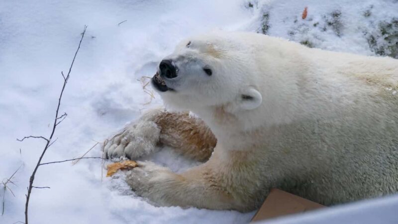 Rovaniemi: Ranua Wildlife Park Tour with Photos & Guide - Frequently Asked Questions  