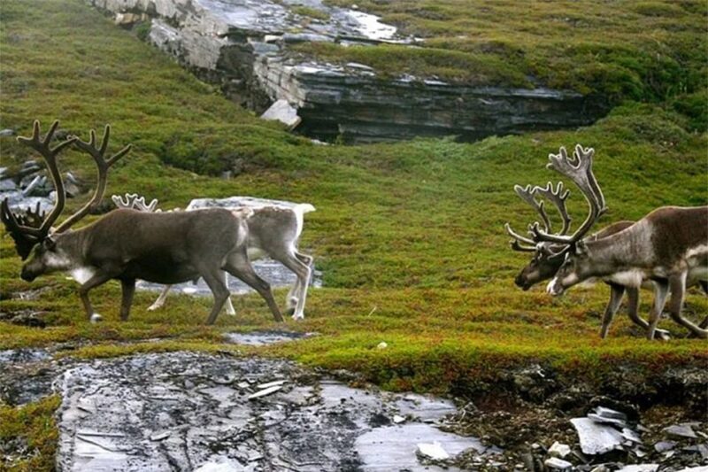 Rovaniemi: Ranua Zoo Entry Ticket with BBQ Picnic - Exploring Ranua Zoo: Arctic Wildlife Close-Up  