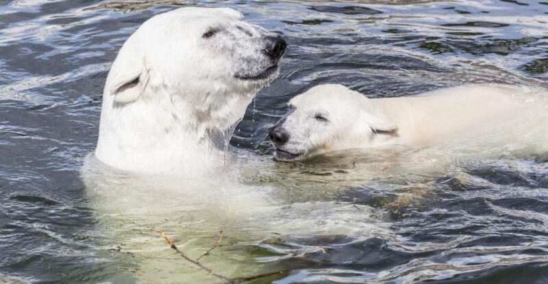 Rovaniemi: Ranua Zoo Entry Ticket with BBQ Picnic - Logistics, Pricing, and Value  