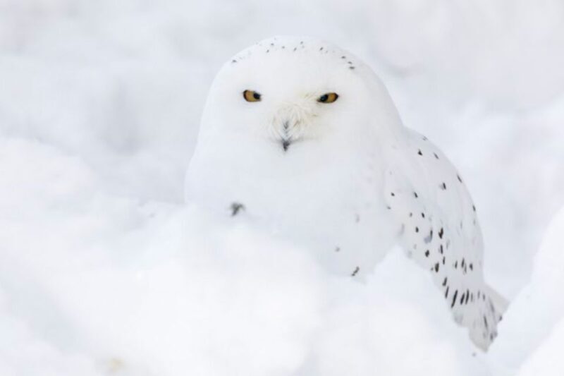 Rovaniemi: Ranua Zoo Ticket with Walking Tour and Lunch - Key Points