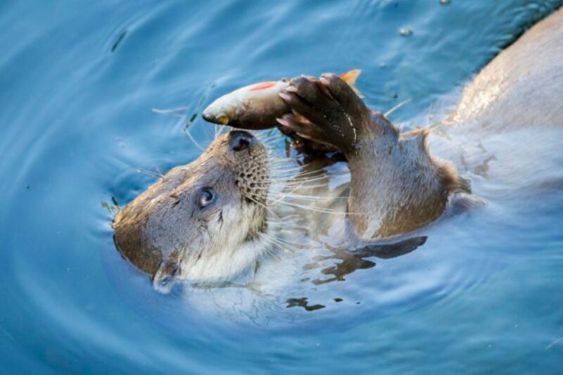 Rovaniemi: Ranua Zoo Ticket with Walking Tour and Lunch - FAQ