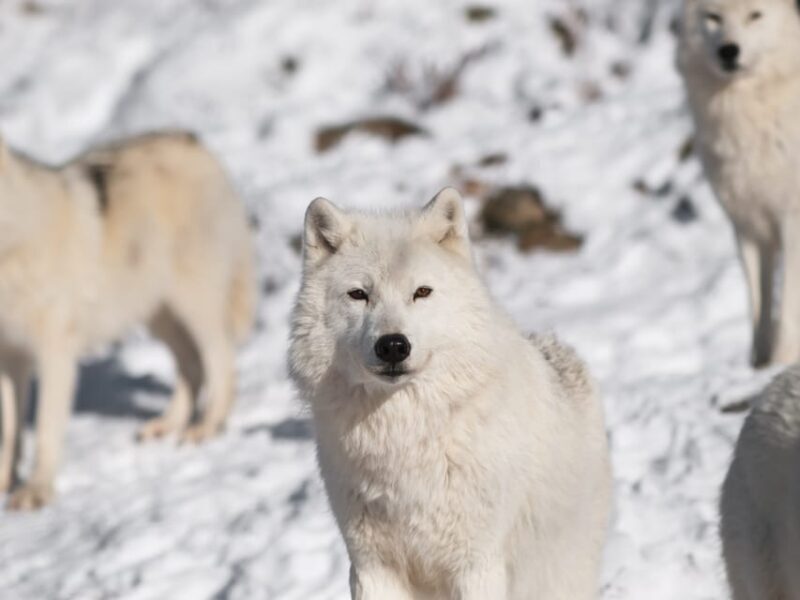 Rovaniemi: Ranua Zoo Visit with Lunch - Final Thoughts