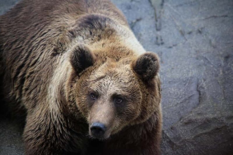 Rovaniemi: Ranua Zoo Wildlife Park Tour with hotel pickup - Key Points