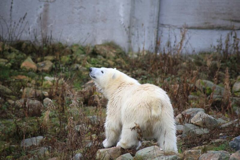 Rovaniemi: Ranua Zoo Wildlife Park Tour with hotel pickup - A Closer Look at the Tour Experience