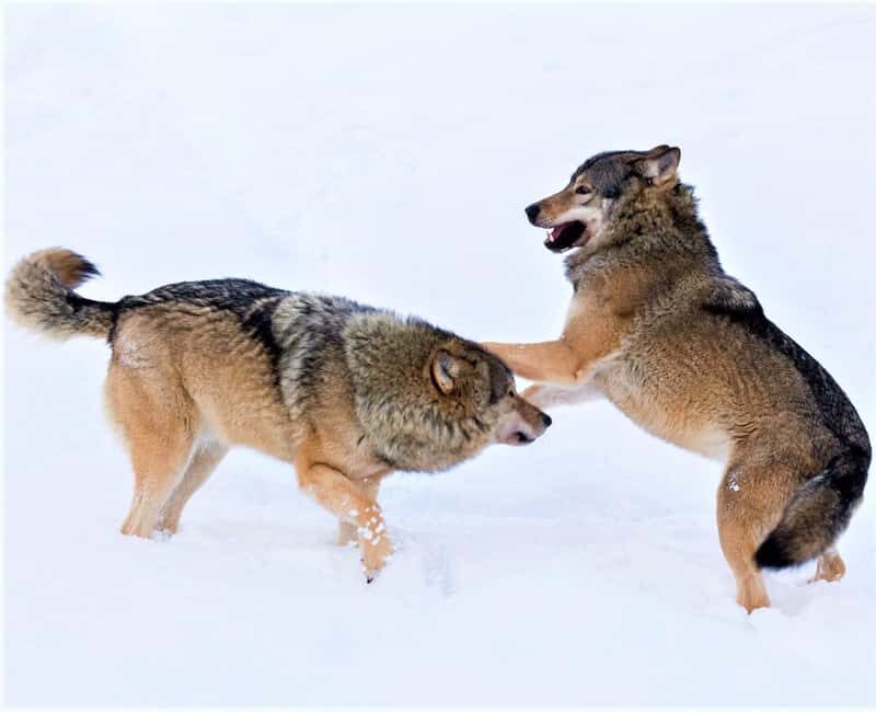 Rovaniemi: Ranua Zoo Wildlife Park Tour with hotel pickup - Detailed Breakdown of the Itinerary