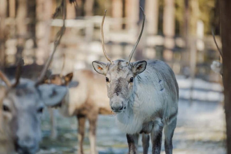 Rovaniemi: Reindeer Experience with Sleigh Ride - Introduction