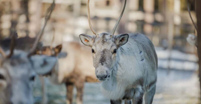 Rovaniemi: Reindeer Experience with Sleigh Ride - The Cultural & Educational Element