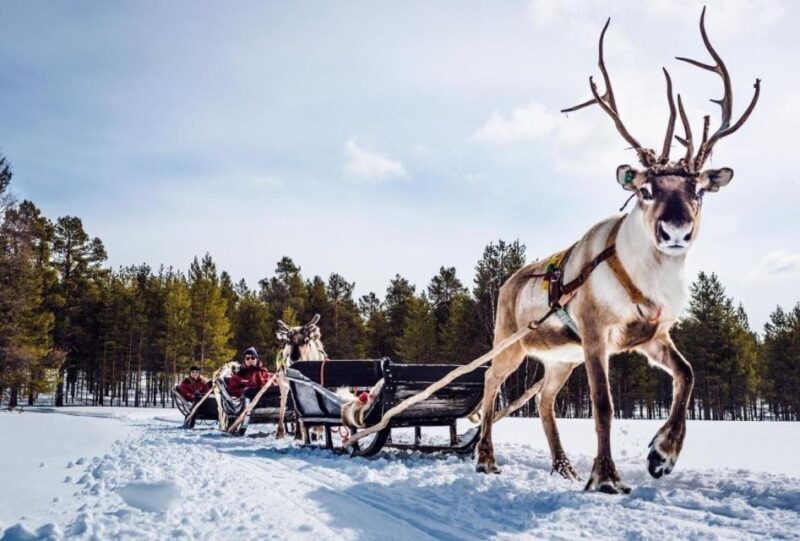 Rovaniemi: Reindeer Farm Tour with Sledge Ride & Pickup - Rovaniemi: Reindeer Farm Tour with Sledge Ride & Pickup — A Detailed Look