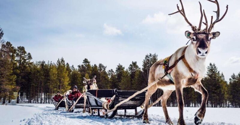 Rovaniemi: Reindeer Farm Tour with Sledge Ride & Pickup - The Allure of the Reindeer Farm Experience in Rovaniemi
