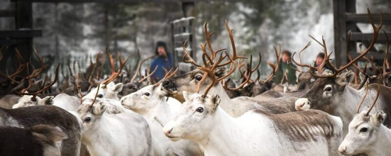Rovaniemi: Reindeer Farm Visit and Sleigh Ride with transfer - Key Points  