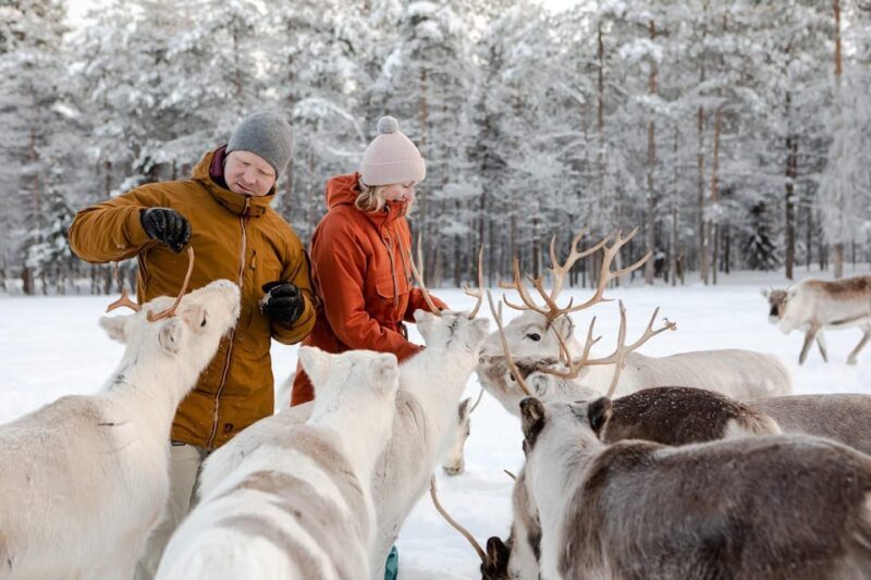 Rovaniemi: Reindeer Farm Visit and Sleigh Ride with transfer - The Experience: What’s Included and What to Expect