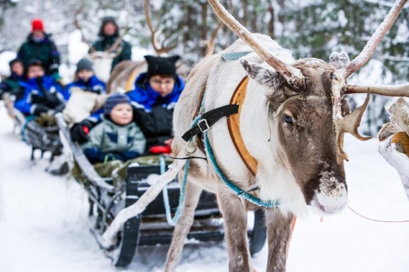 Rovaniemi: Reindeer Farm Visit and Sleigh Ride with transfer - What Past Travelers Say