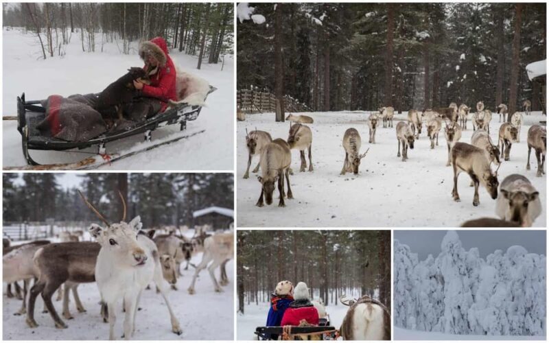 Rovaniemi: Reindeer Farm Visit and Sleigh Ride with transfer - Who Is This Tour Best For?