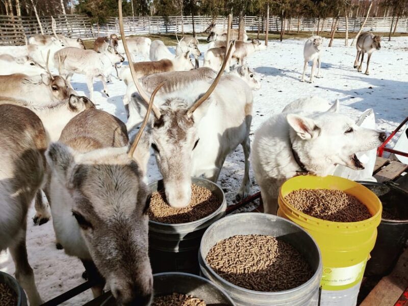 Rovaniemi: Reindeer Farm Visit and Sleigh Ride with transfer - The Sum Up