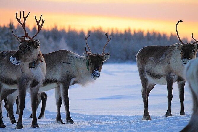 ROVANIEMI: Reindeer Farm Visit and Walking - Key Points  