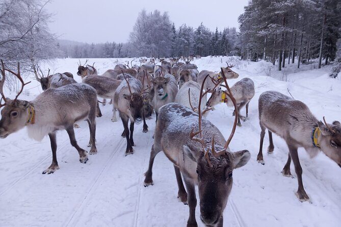 ROVANIEMI: Reindeer Farm Visit and Walking - Practical Tips for Your Visit