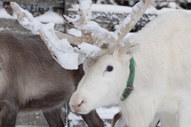 ROVANIEMI: Reindeer Farm Visit and Walking - Why This Tour Stands Out