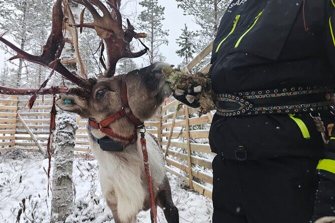 ROVANIEMI: Reindeer Farm Visit and Walking - The Sum Up