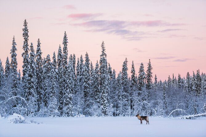 ROVANIEMI: Reindeer Farm Visit and Walking - FAQ