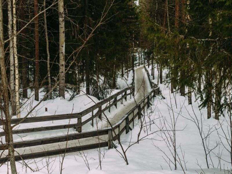 Rovaniemi: Reindeer Farm Visit with Sleigh Ride & Pickup - Key Points