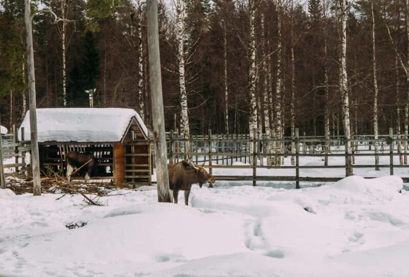 Rovaniemi: Reindeer Farm Visit with Sleigh Ride & Pickup - What to Expect from the Reindeer Farm Tour