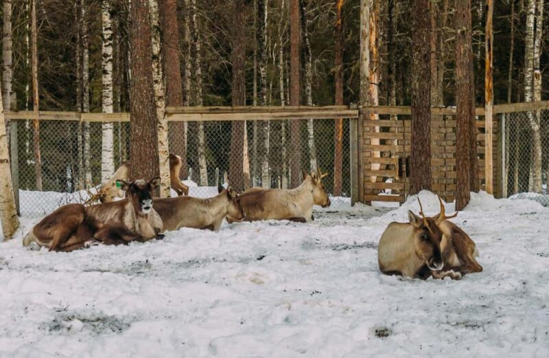Rovaniemi: Reindeer Farm Visit with Sleigh Ride & Pickup - The Experience in Perspective