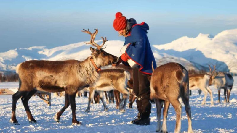 Rovaniemi: Reindeer Farm Visit with Sleigh Ride & Snacks - A Detailed Look at what to Expect