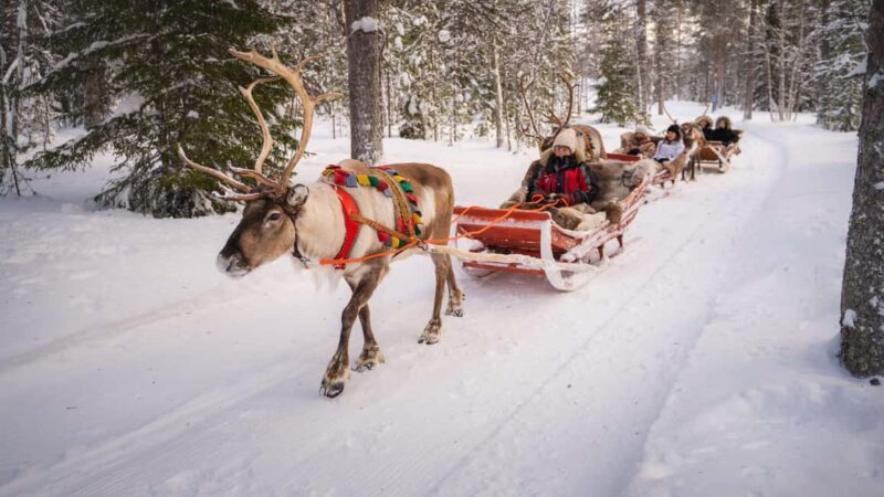 Rovaniemi: Reindeer Farm Visit with Sleigh Ride & Snacks - Final Thoughts