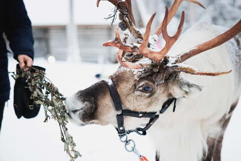 Rovaniemi: Reindeer, Huskies & Santa Claus Village - Key Points