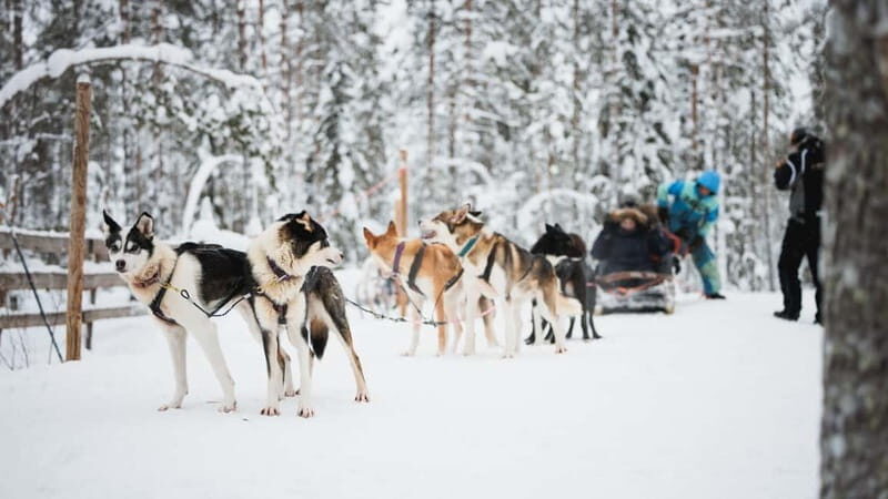 Rovaniemi: Reindeer, Huskies & Santa Claus Village - Practical Details: What You Need to Know