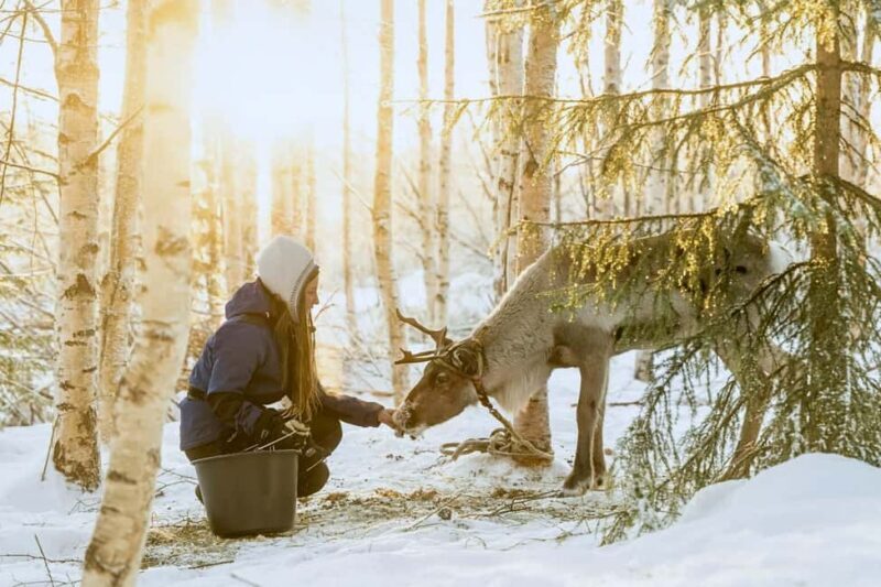 Rovaniemi: Reindeer Safari at 200-Year-Old Farm & Sled Ride - Authenticity & Cultural Connection