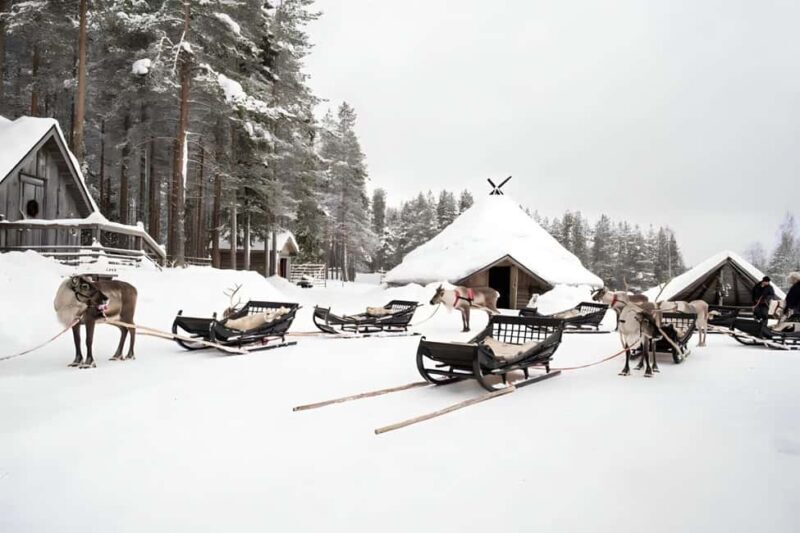 Rovaniemi: Reindeer Safari at 200-Year-Old Farm & Sled Ride - Practical Tips for Participants