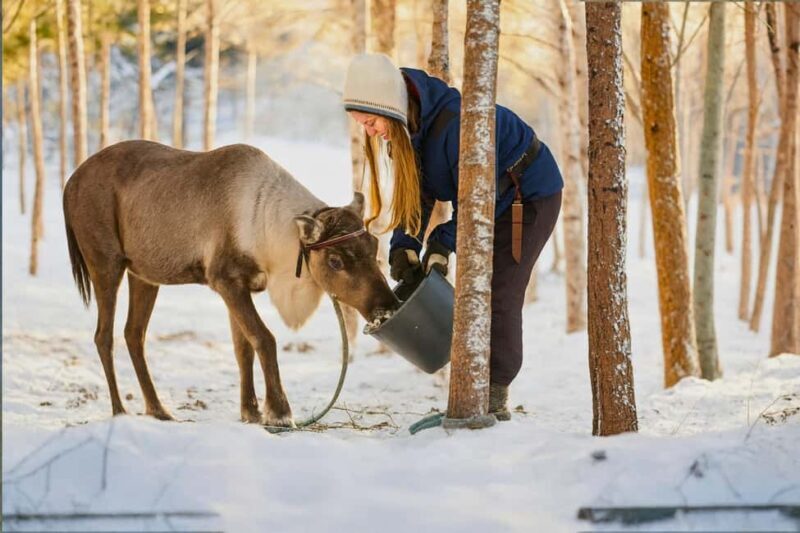 Rovaniemi: Reindeer Safari at 200-Year-Old Farm & Sled Ride - FAQ