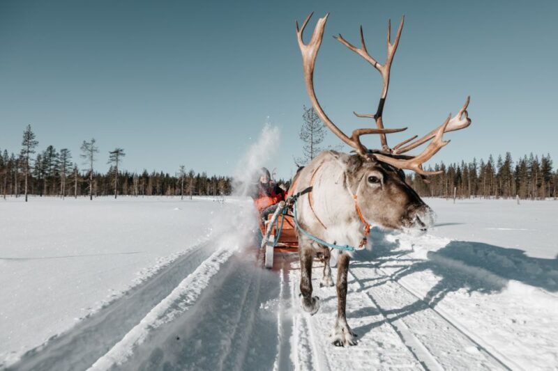 Rovaniemi: Reindeer Sleigh Ride with Hot Drink and Cookies - A Deep Dive into the Experience