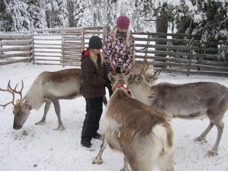 Rovaniemi: Saami Reindeer Farm Visit & Sleigh Ride - What Reviewers Say: Authenticity and Considerations