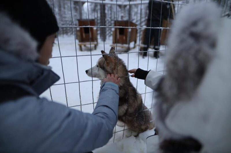 Rovaniemi: Santa Claus Village Tour Huskies & Reindeer ride - Scenic Transfer and the Arctic Atmosphere