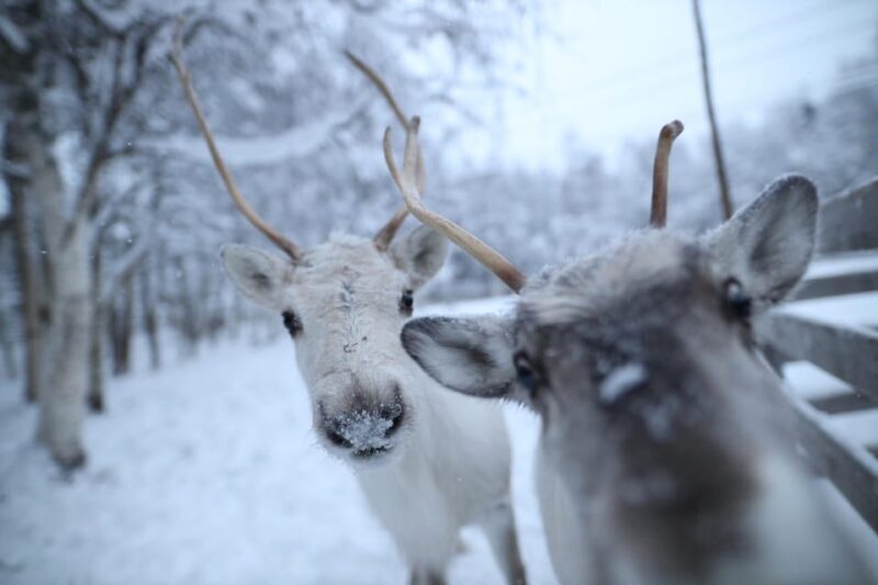 Rovaniemi: Santa Claus Village Tour Huskies & Reindeer ride - Husky and Reindeer Encounters