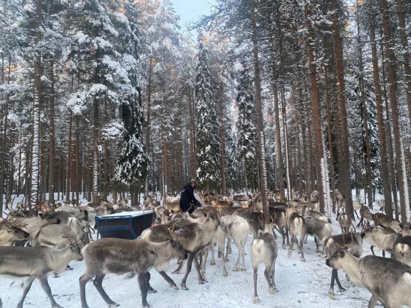Rovaniemi: Santa Claus Village Tour Huskies & Reindeer Visit - FAQs