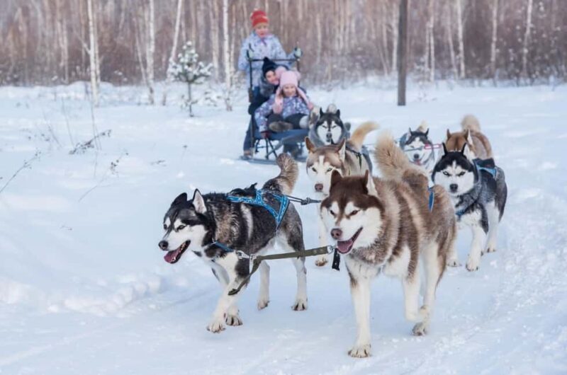 Rovaniemi: Santa Claus Village with Husky & Reindeer Ride - Exploring Santa Claus Village