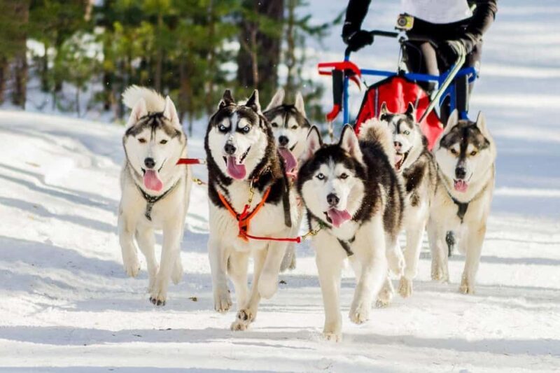 Rovaniemi: Santa Claus Village with Husky & Reindeer Ride - Husky Sledding: The Adventure Thrill