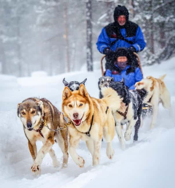 Rovaniemi: Santa Claus Village with Husky & Reindeer Ride - What Travelers Should Know