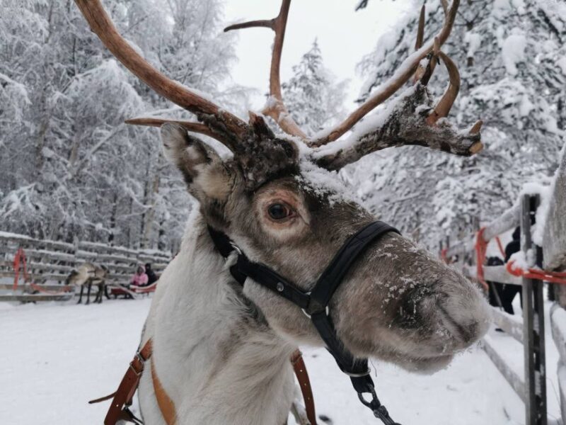 Rovaniemi: Santa's Reindeer and Husky Safari with Aurora BBQ - Detailed Review of the Rovaniemi Santas Reindeer & Husky Safari