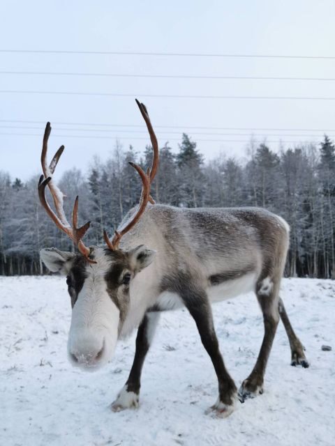 Rovaniemi: Santa's Reindeer and Husky Safari with Aurora BBQ - The Afternoon: Flexibility and Free Time