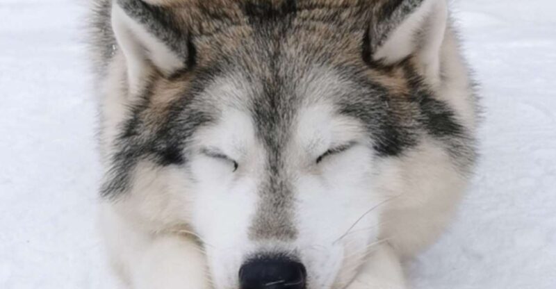 Rovaniemi: Santa's Reindeer and Husky Safari with Aurora BBQ - Transportation and Small Group Dynamics