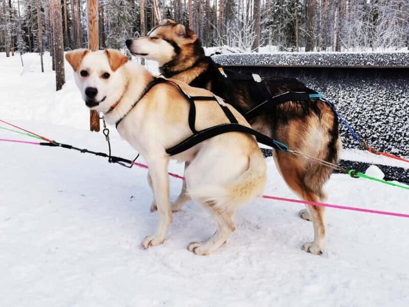 Rovaniemi: Santa's Reindeer and Husky Safari with Aurora BBQ - Who Is This Tour Best For?