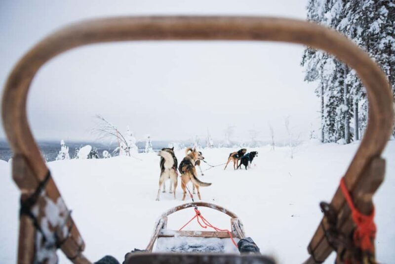 Rovaniemi: Self-Driving Husky Tour 7-kilometers - What to Expect from the Husky Tour
