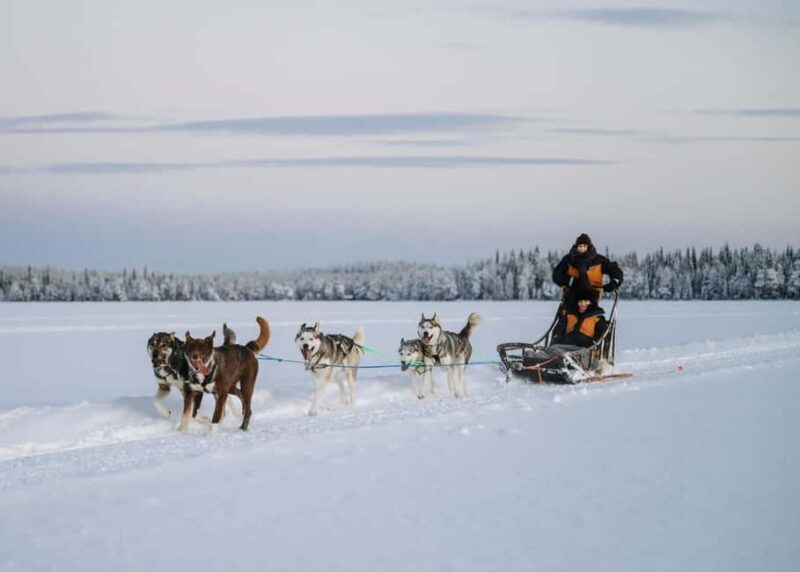 Rovaniemi: Small group Adults-Only 12-18km Husky Tour - Key Points