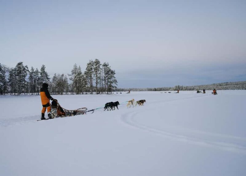 Rovaniemi: Small group Adults-Only 12-18km Husky Tour - An In-Depth Look at the Husky Tour in Rovaniemi